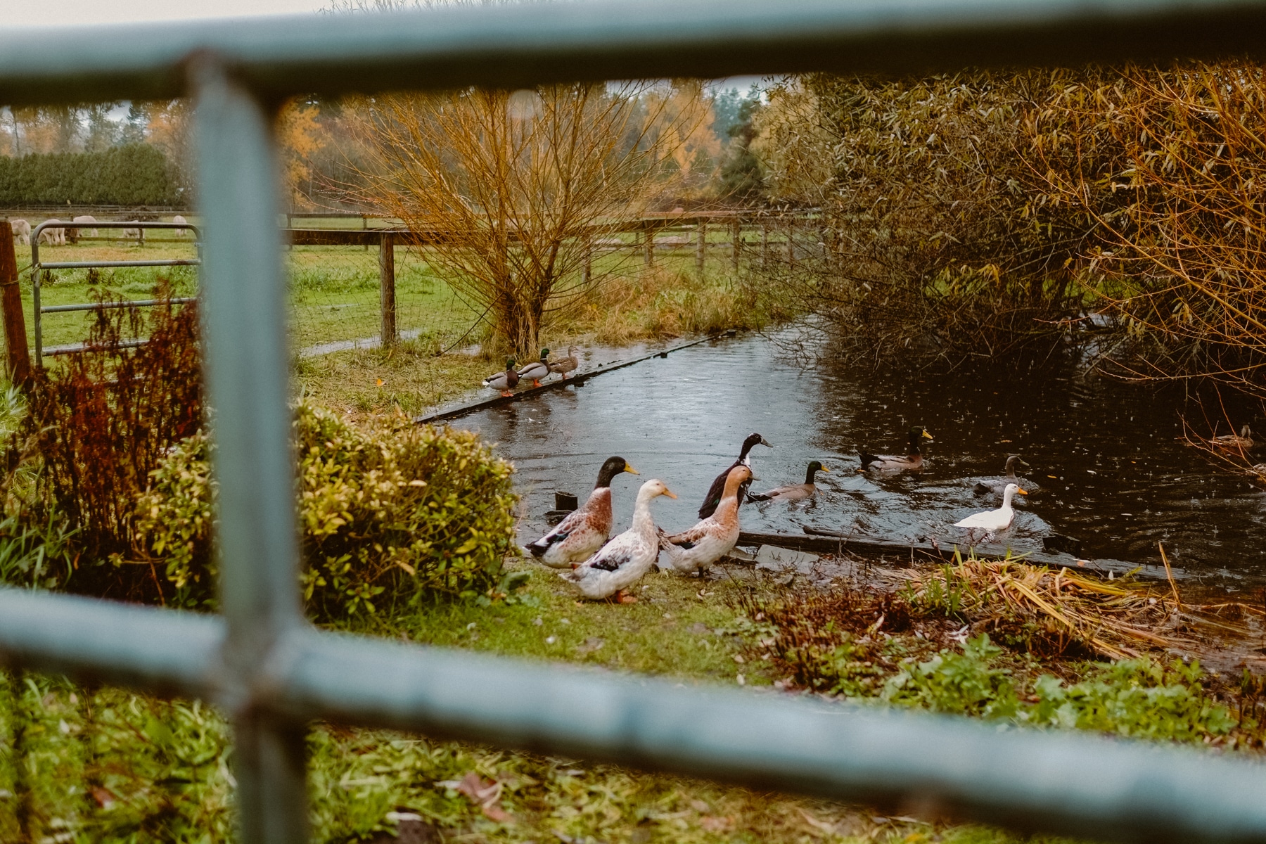 Visit an Alpaca Farm in Beautiful Langley, BC, Canada - Girls Who Travel