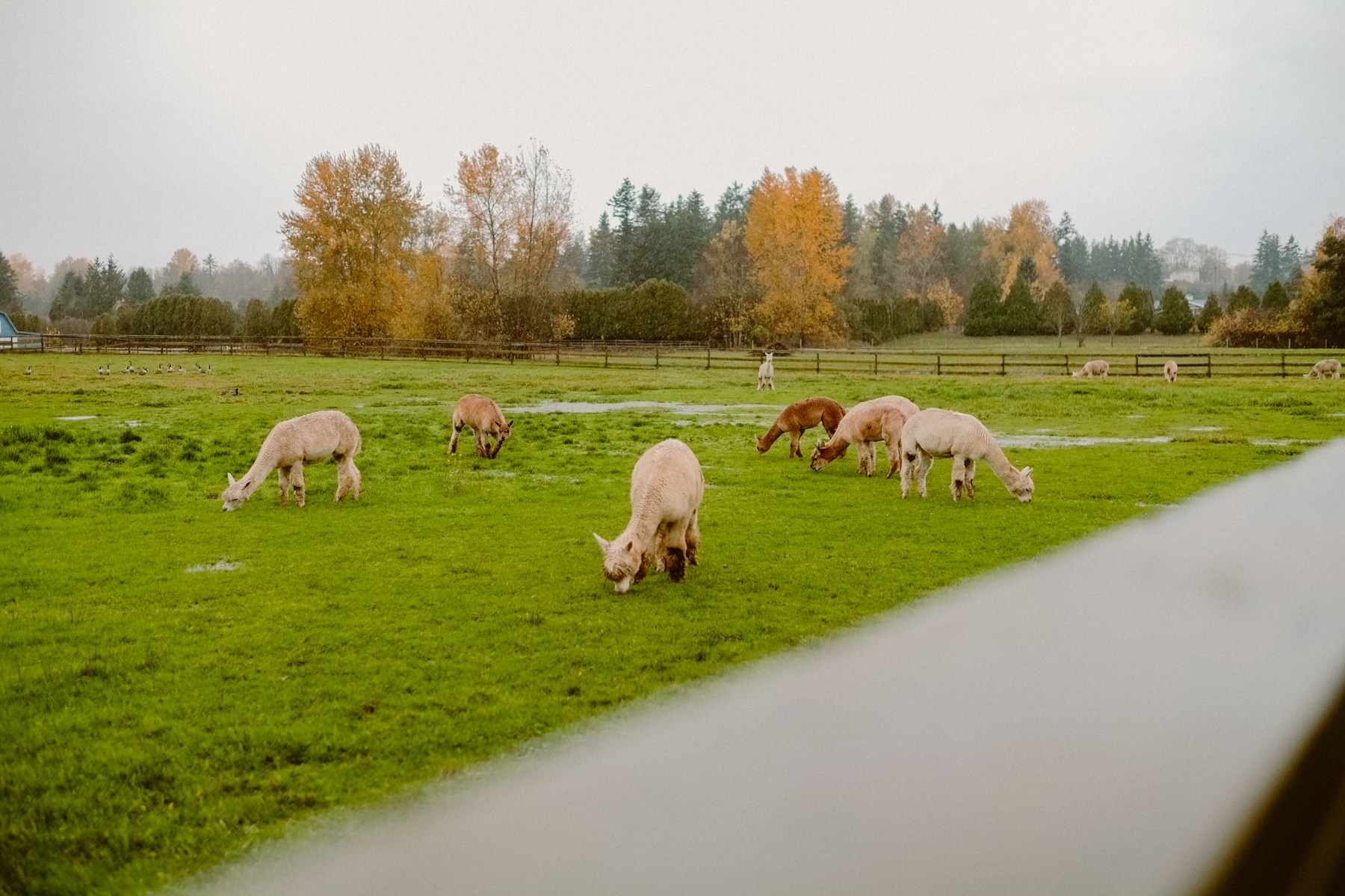 Visit an Alpaca Farm in Beautiful Langley, BC, Canada - Girls Who Travel
